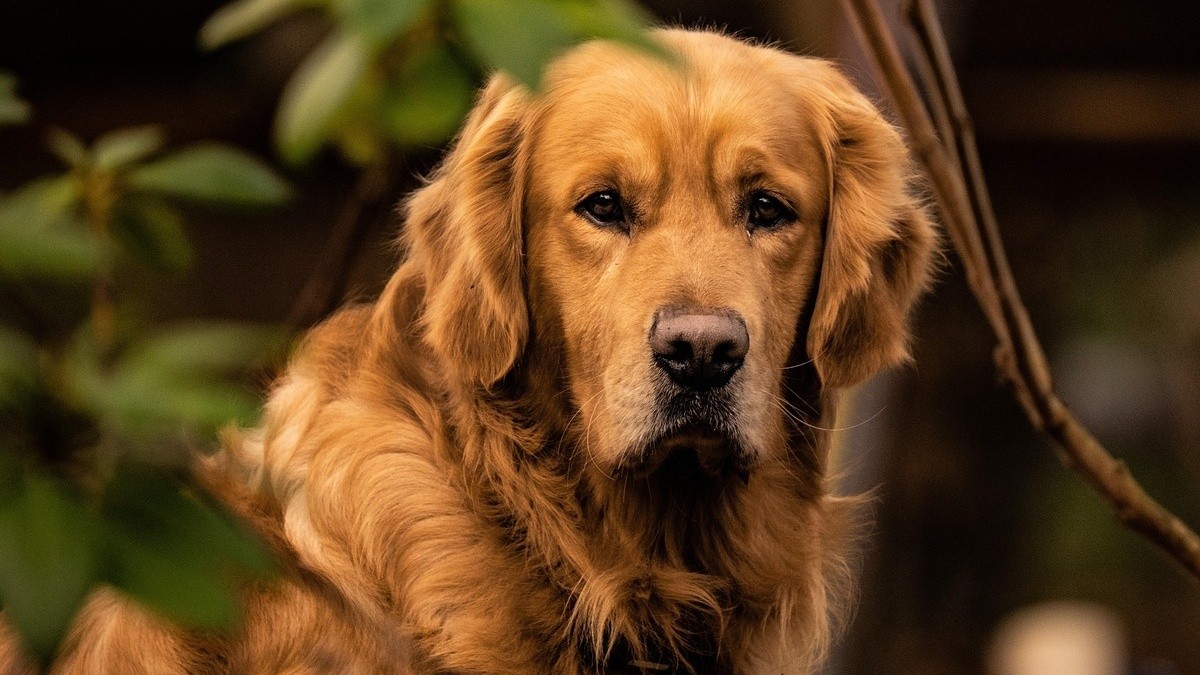 Does your dog cry when you leave? Here's how to help him overcome ...