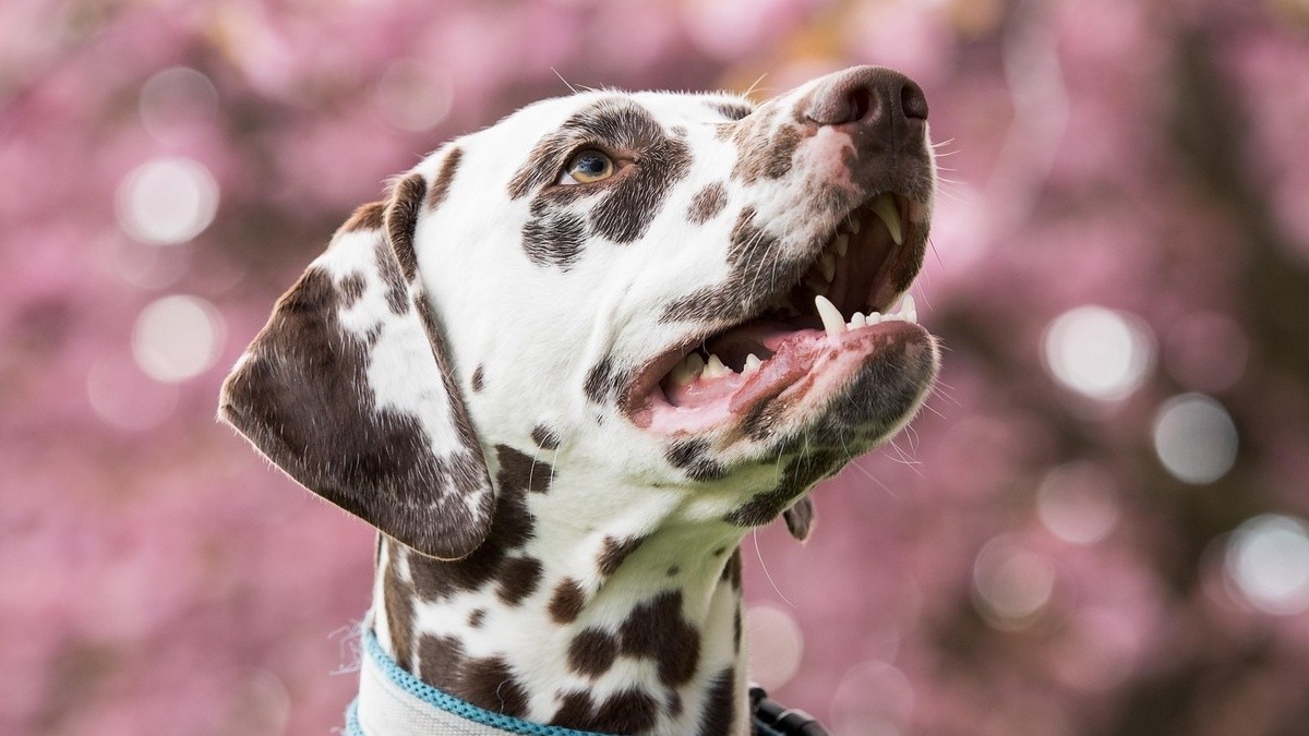 6 popular dog breeds that are actually terrible with children ...