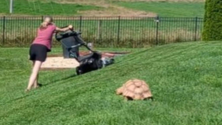Turbocharged Giant Tortoise Goes On An Epic Race With An "Evil" Intruder