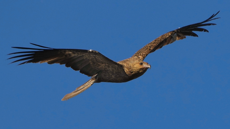 Faucons de feu : ces rapaces pyromanes allument volontairement des ...