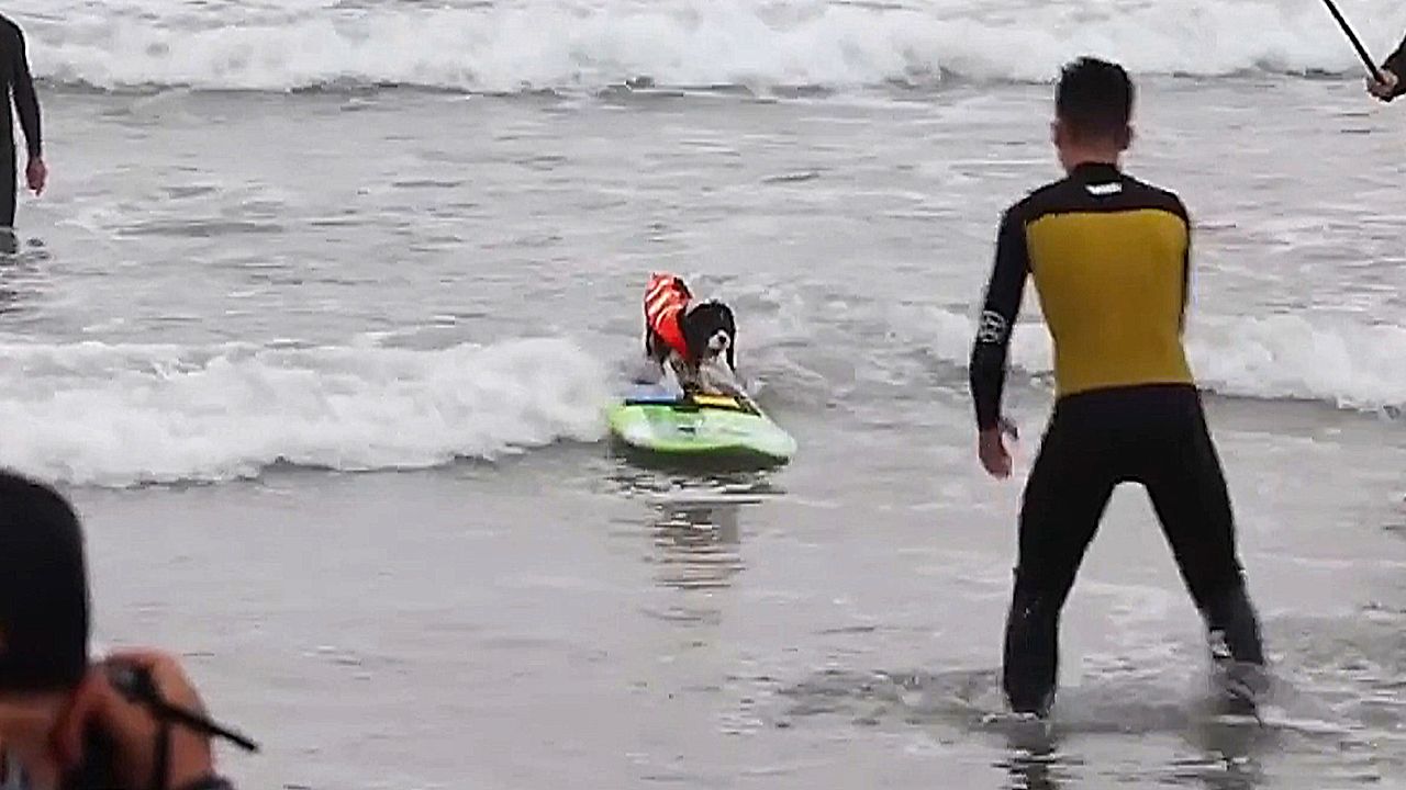World Dog Surfing Championships kick off in California
