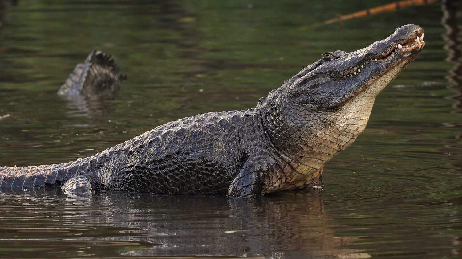 The Fascinating History of Prehistoric Alligators You Never Knew About