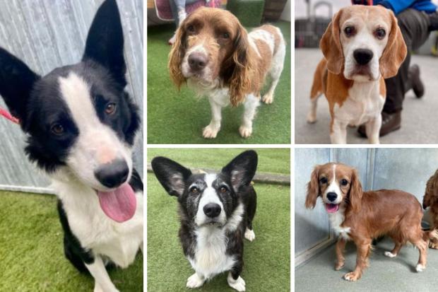 Five dogs looking for their forever home from Many Tears Rescue