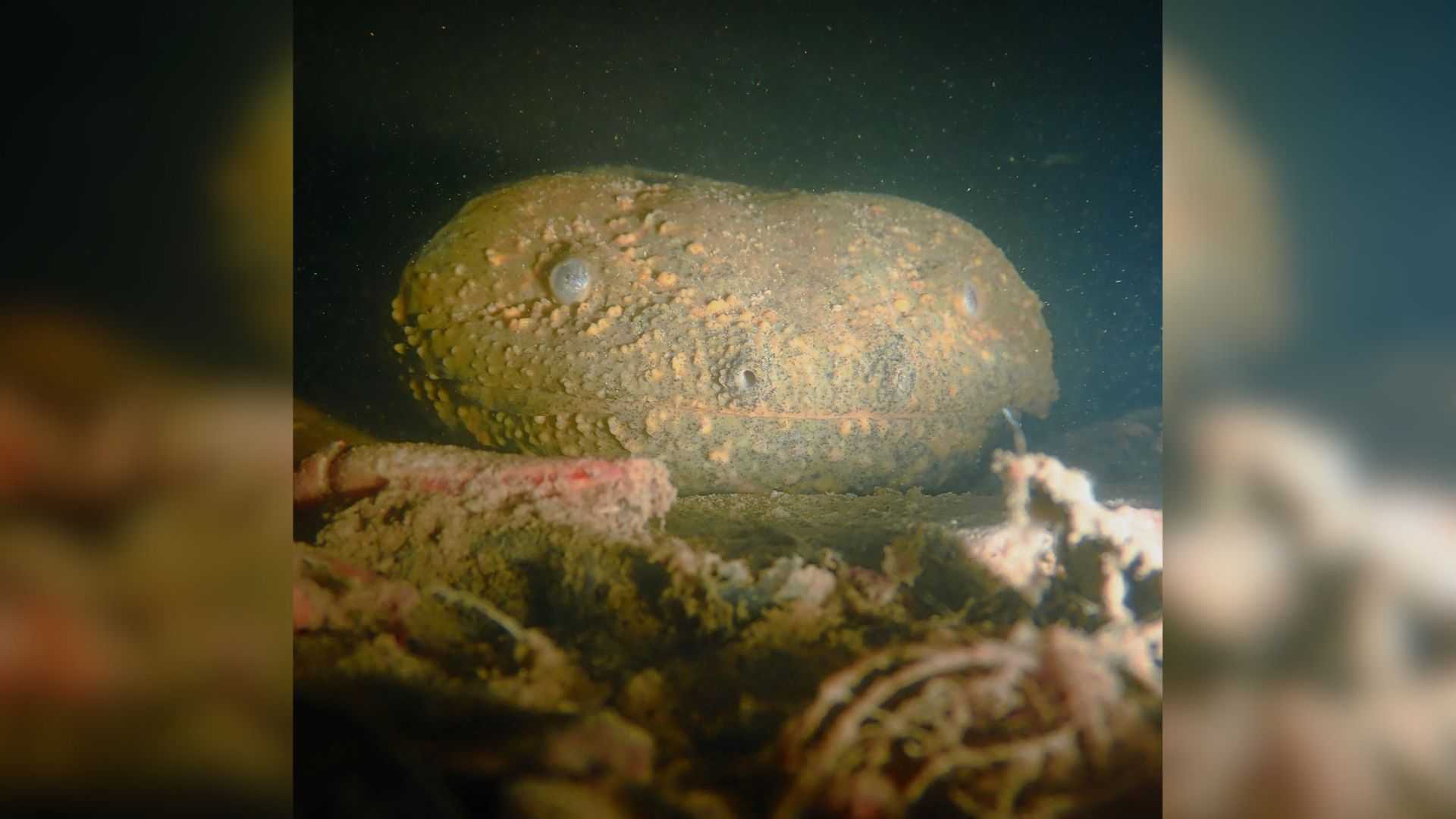 What is that? Rare, giant salamander called eastern hellbender found in ...