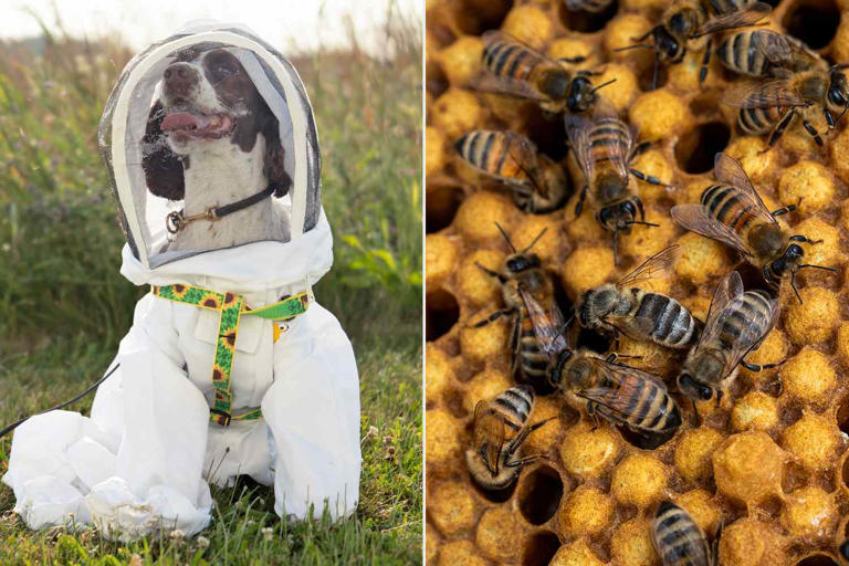 This Dog Assists with Bee Conservation — and Even Wears a Beekeeping Suit