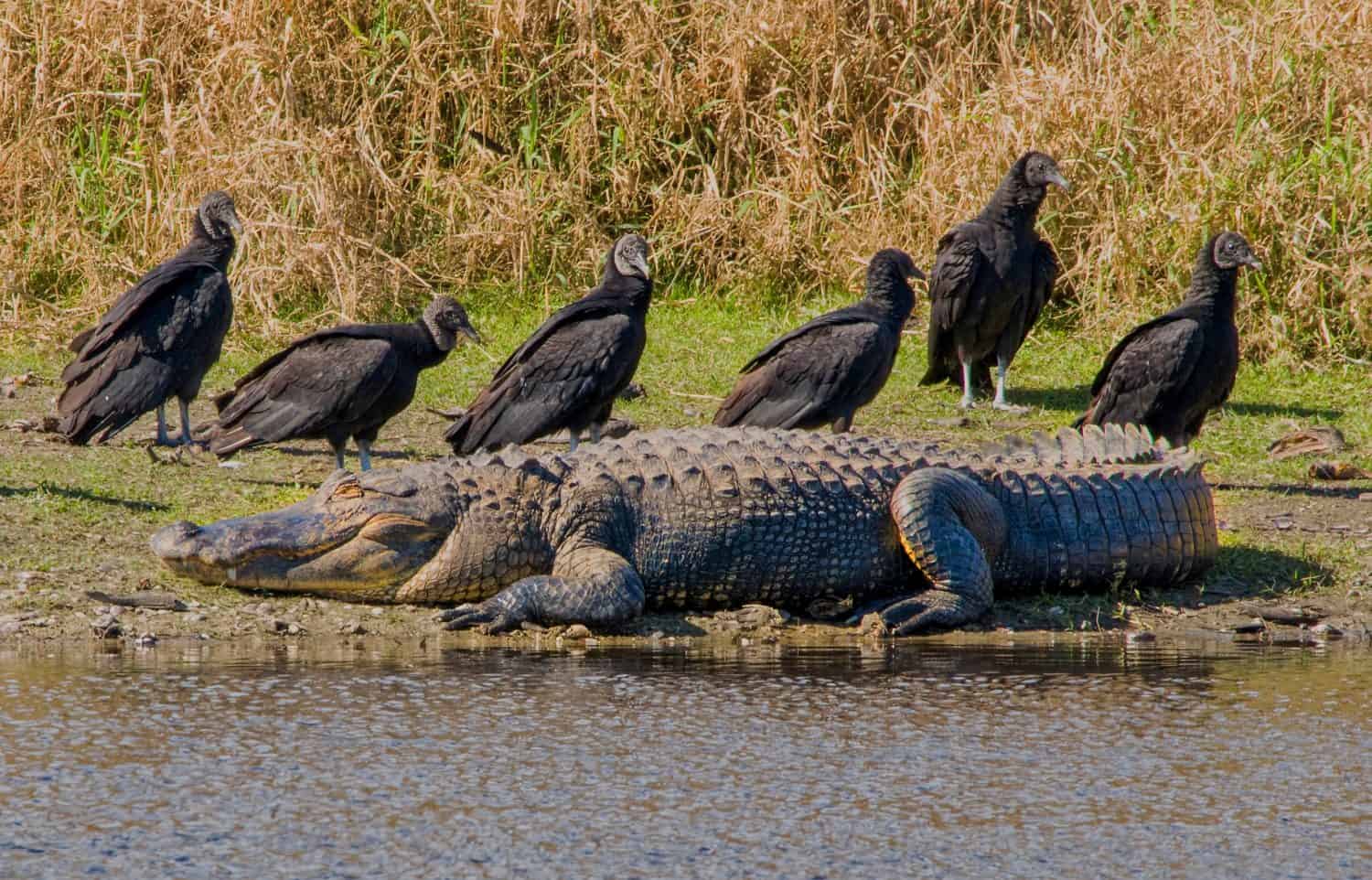 The Fascinating History of Prehistoric Alligators You Never Knew About