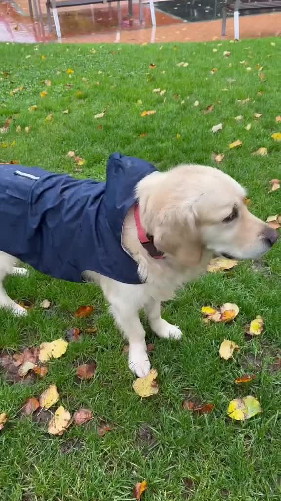 Rainy Day Dog Walks: Testing Out Our Favorite Rain Gear