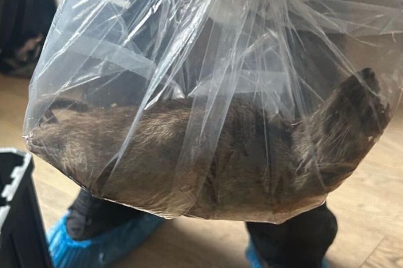 Giant rat warning after colossal rodent as big as a dog found in UK home