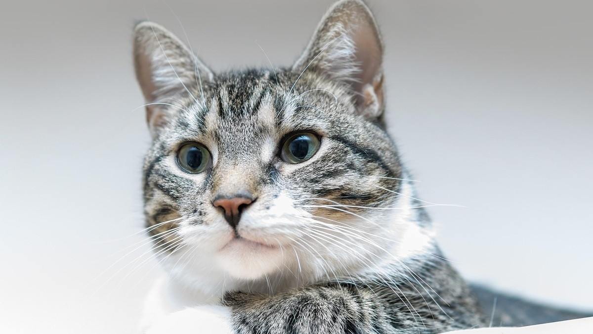 10 warning signs about your cat's health that every owner should know