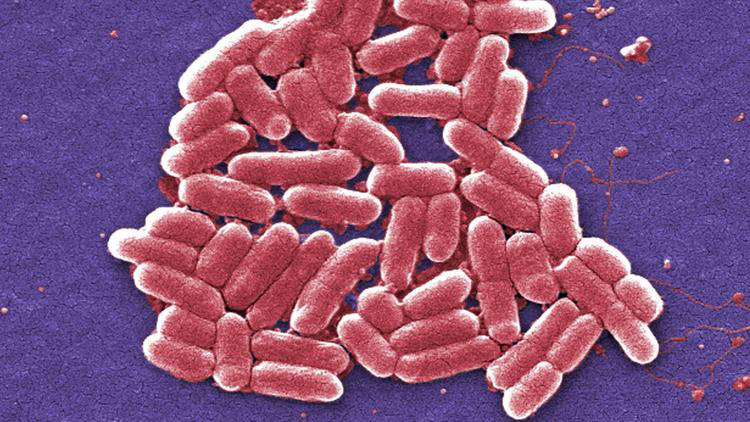 E. coli warning in effect at popular Lake Tahoe beach after sewage leak