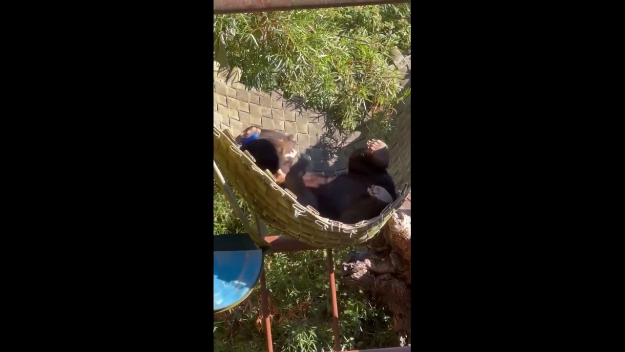Sun Bear enjoys lounging in a hammock on a hot summer day