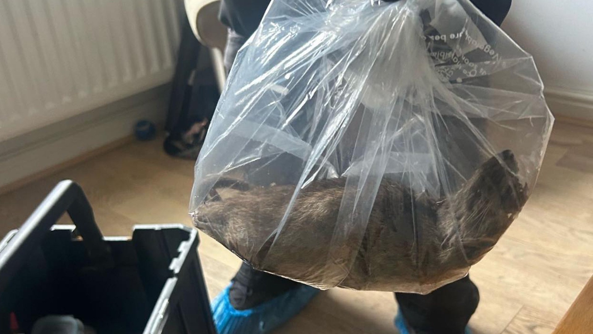 Rat the size of a dog found as vermin run riot