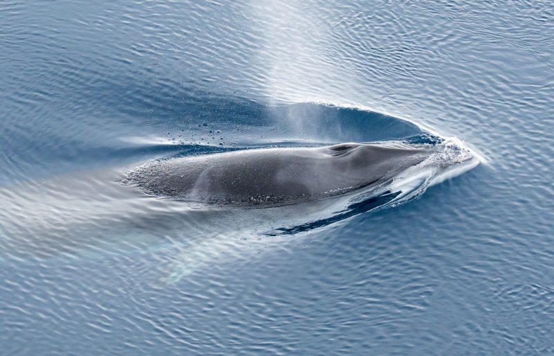 Whale dies, person goes overboard after boat collision near New Jersey ...