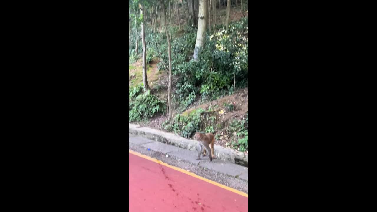 Monkey grabs and bites woman after snack offering in Guizhou, China