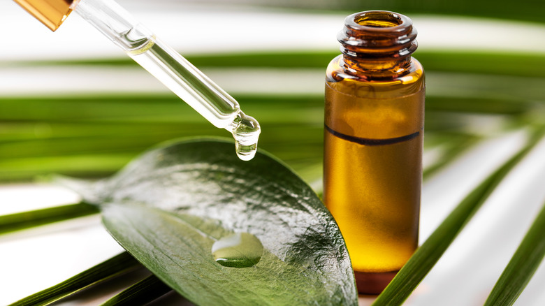 This Essential Oil Will Keep Bugs Away From Your Kitchen — And Make It ...