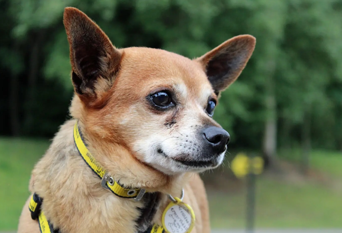 These 15 delightful puppies and dogs at Dogs Trust Merseyside need ...
