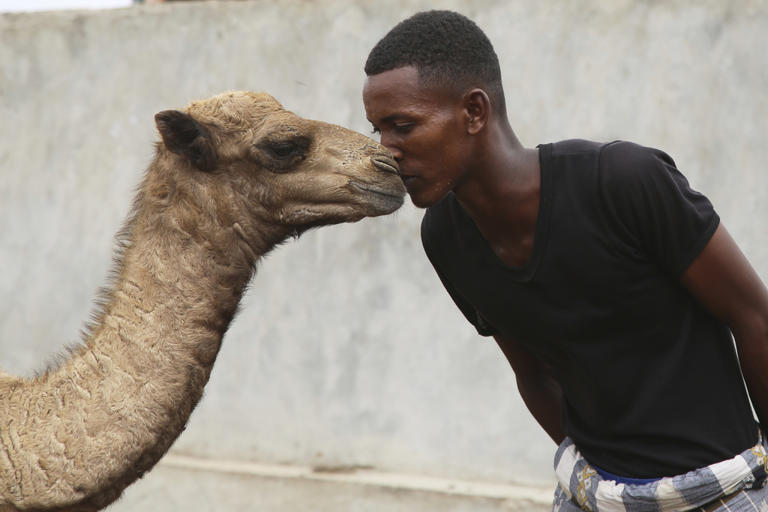 Somalia's camel milk revolution is improving nutrition and creating jobs