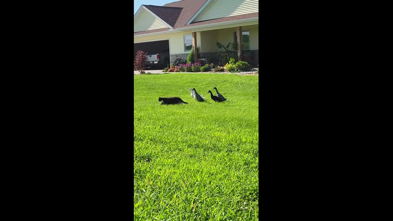 Ducks hilariously follow cat leader in Long Grove, Iowa