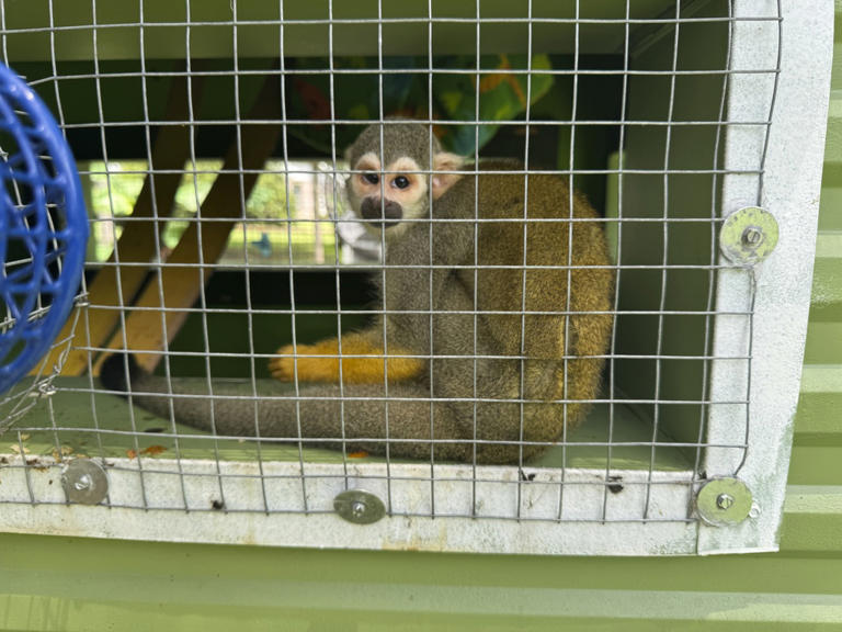 A Mississippi monkey sanctuary helps veterans with PTSD find peace