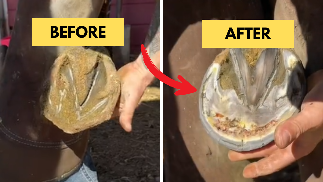 Why This Farrier’s Work Is So Addictively Satisfying