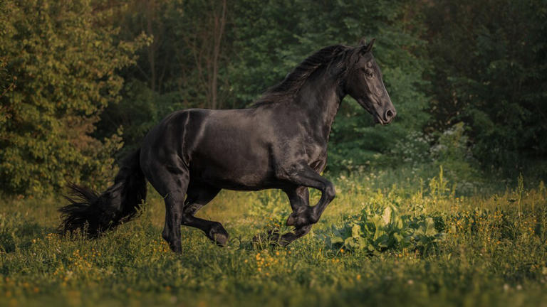 Understanding Friesian Horses: What Their Character Demands from Owners