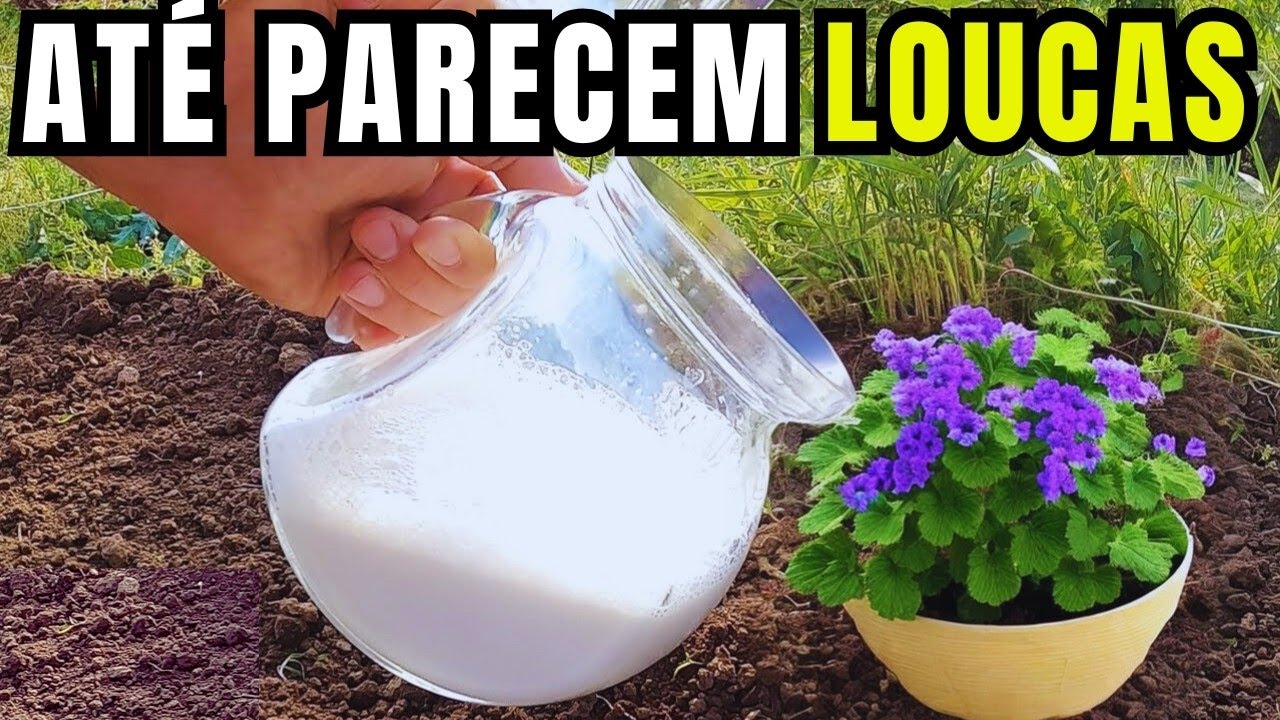 1 Copo Desse Ingrediente Faz Qualquer Planta Explodir em Flores!