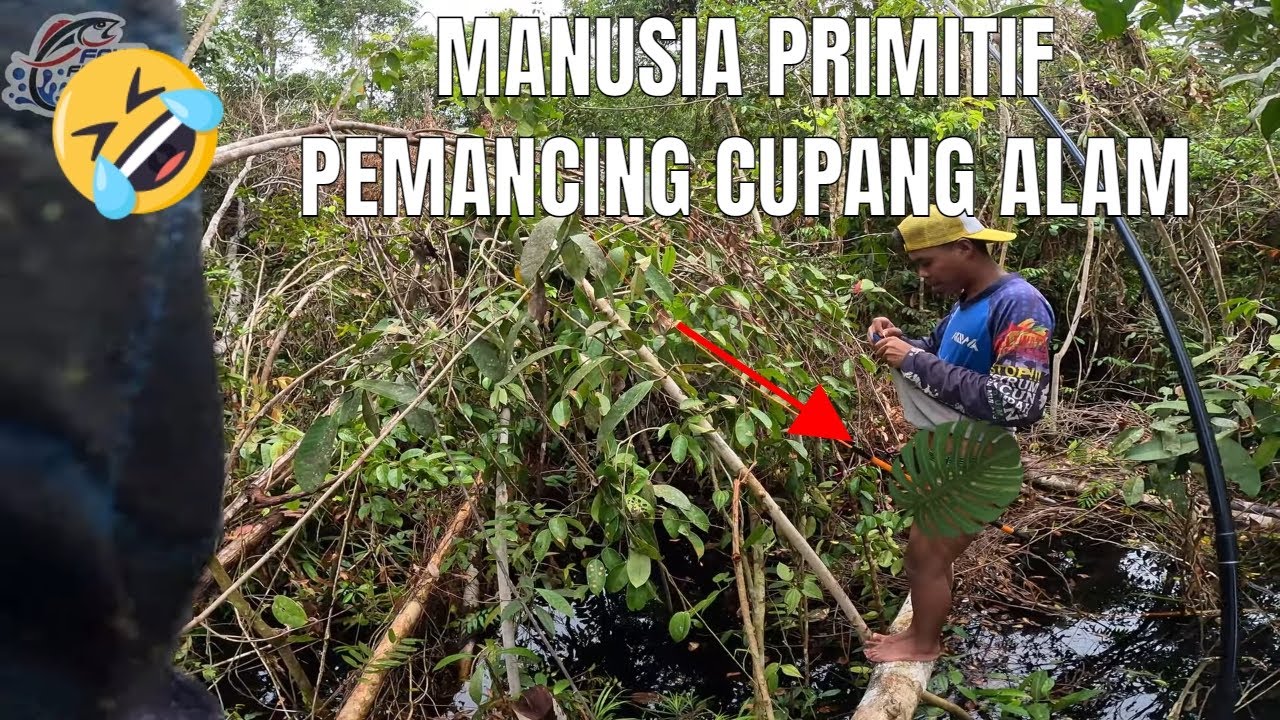 Spot Terbaru Sarang Giant Betta & Wild Betta! Cupang Alam Wakanda ...