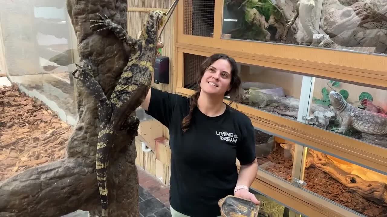 Feeding agile monitor lizards at reptile zoo