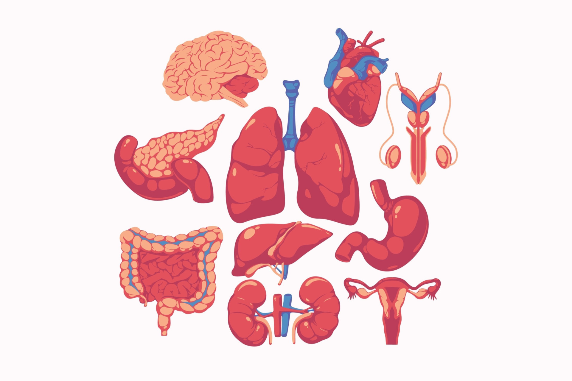 Hvor meget er dine organer værd?