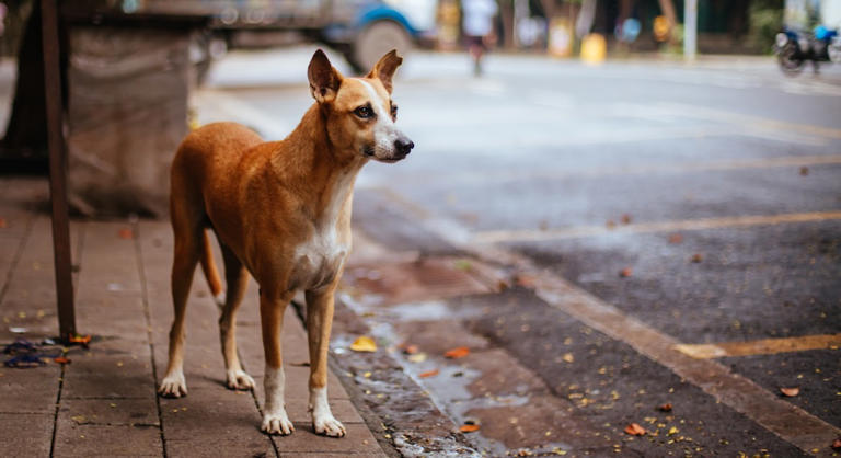 Cani randagi, un’emergenza che si può fermare