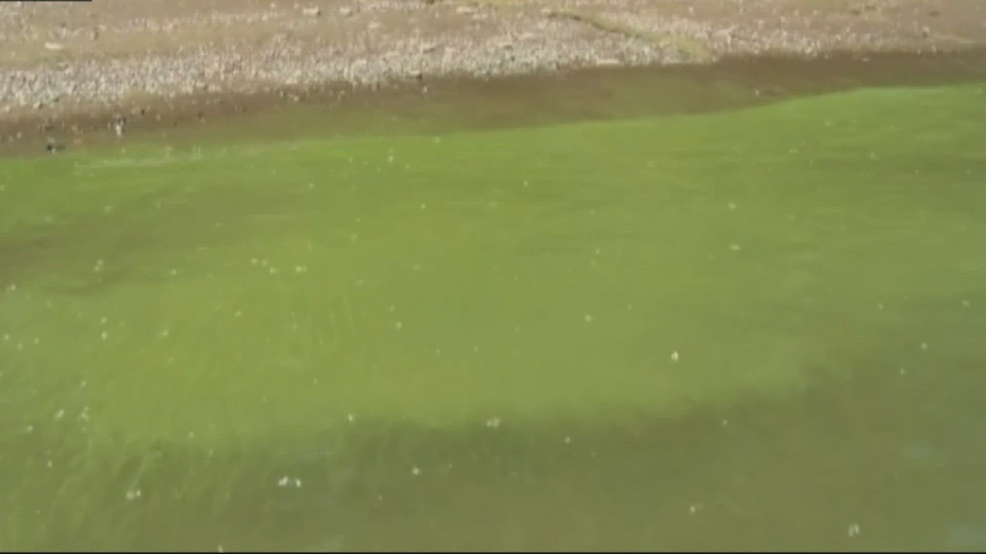 Deadly algae can kill pets in minutes, experts warn