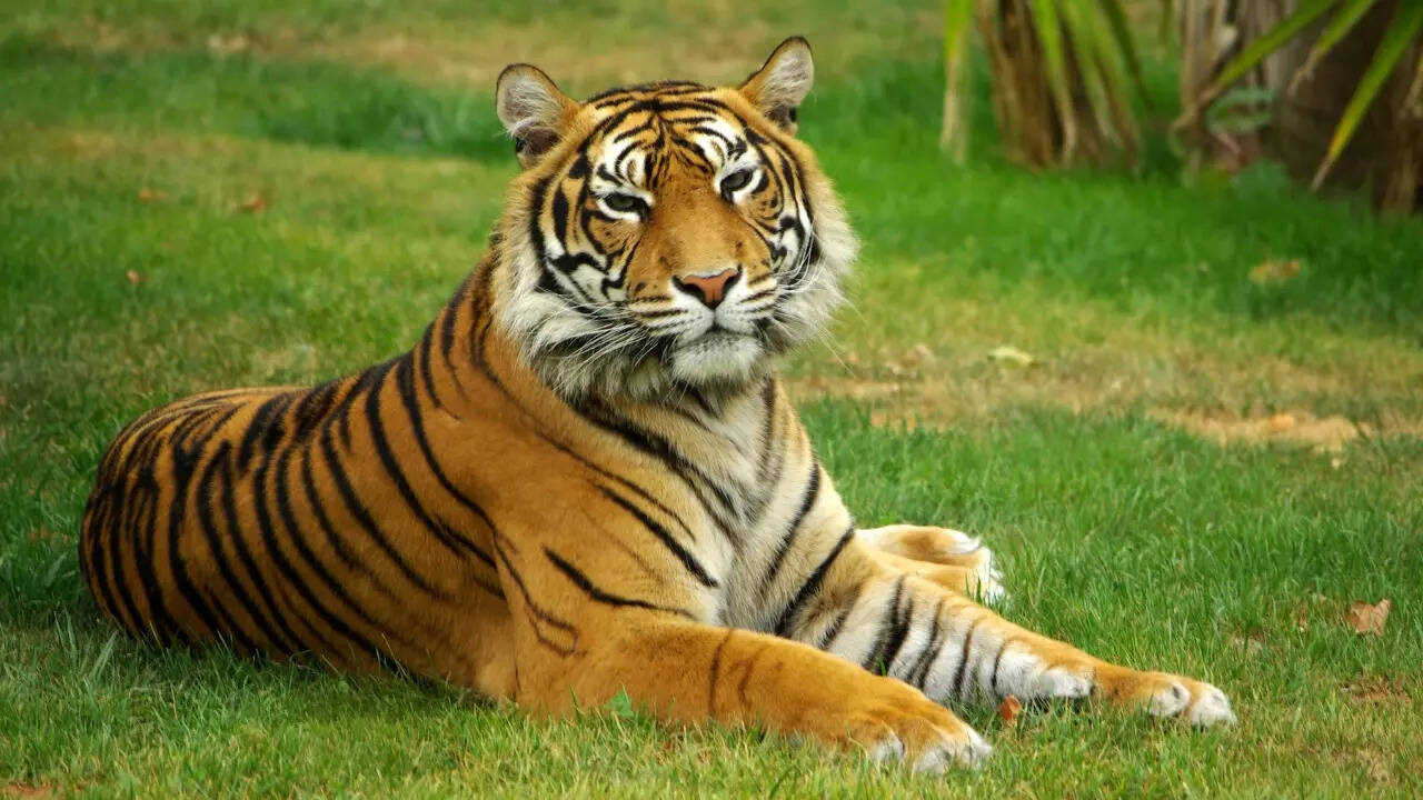 Top 10 countries with the largest wild tiger populations in 2025