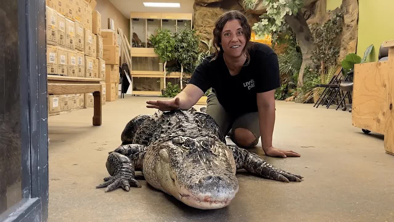 darth the big american alligator!
