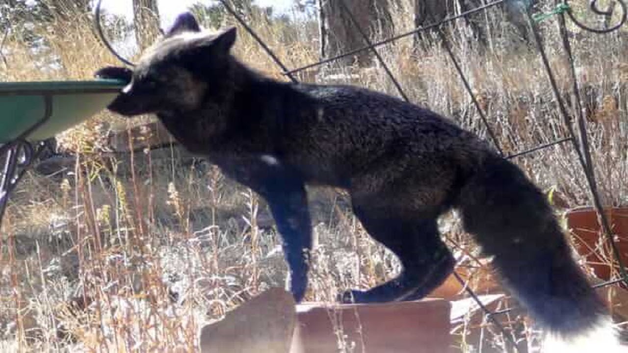 I Thought It Was A Normal Little Dog – But Up Close? This Is Amazing!