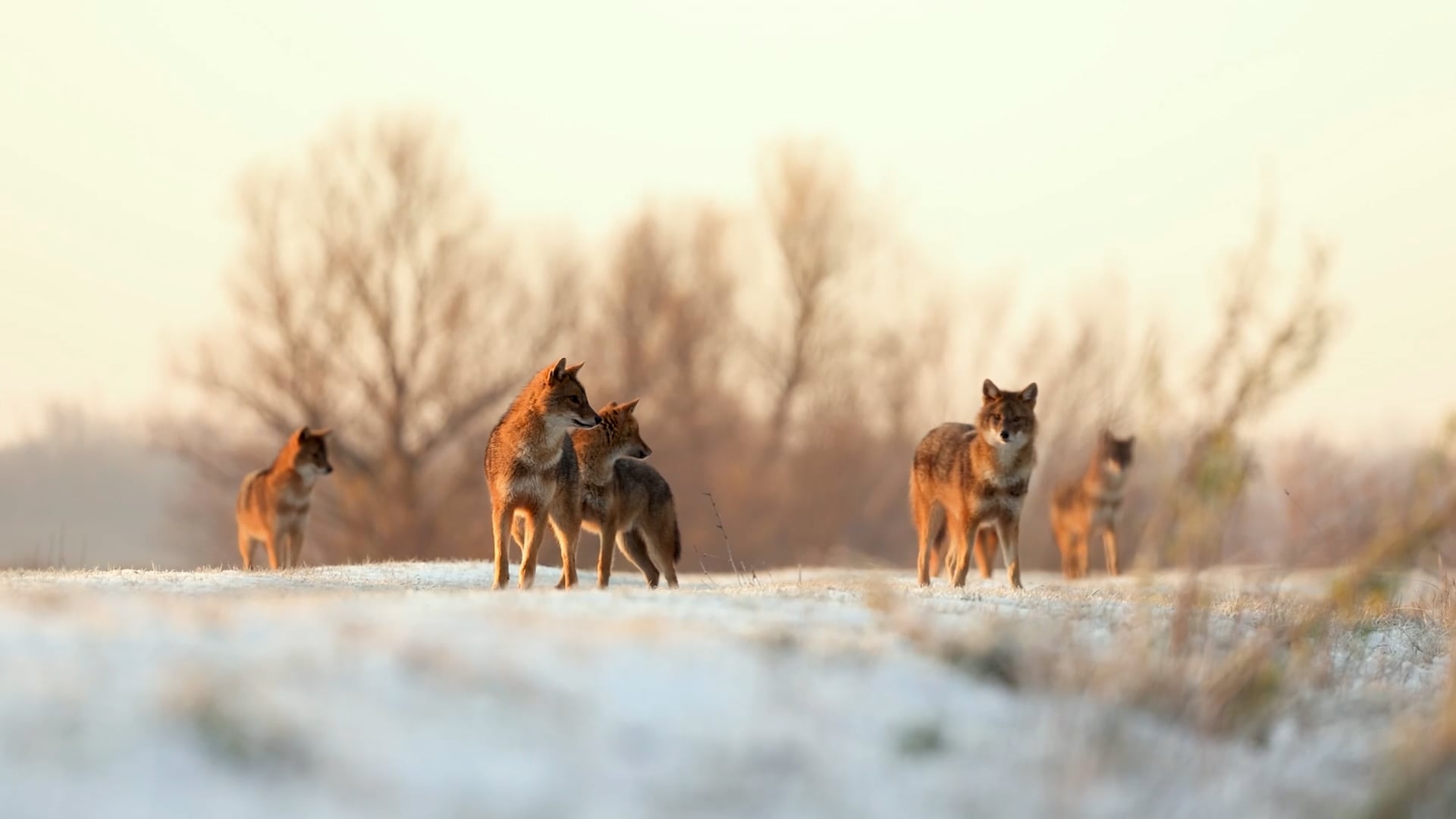 Den vilda schakalens värld avslöjad i närbildsfilm