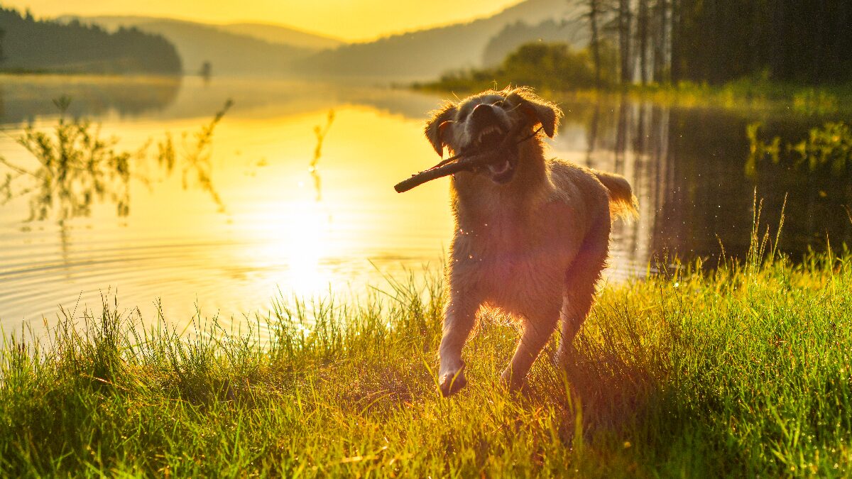 TG Metals raises $2.6m to chase golden opportunity at Van Uden