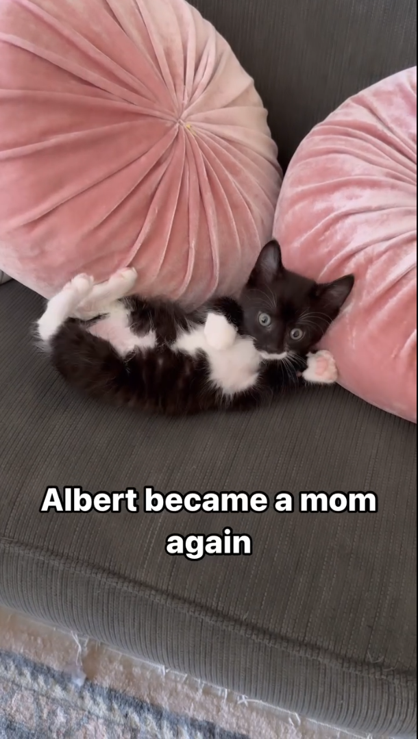 Albert Did It Again—Mom Mode Activated!