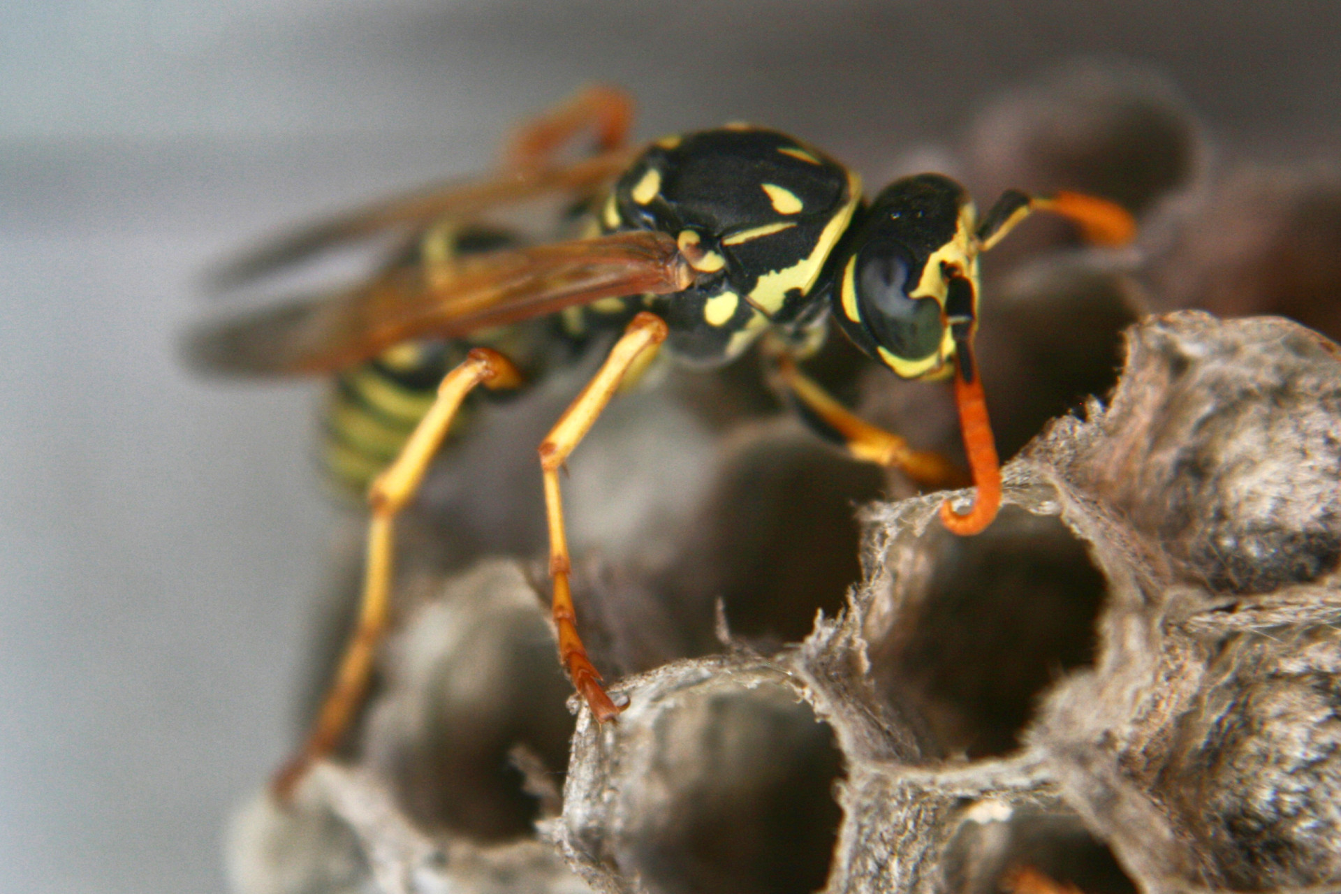Radioactive wasp nest discovered at old nuclear site