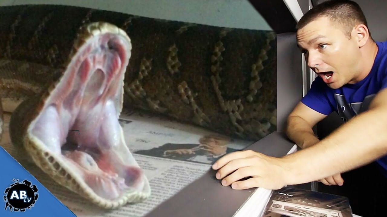 SnakeBytesTV - King of DIY vs GIANT SNAKES!