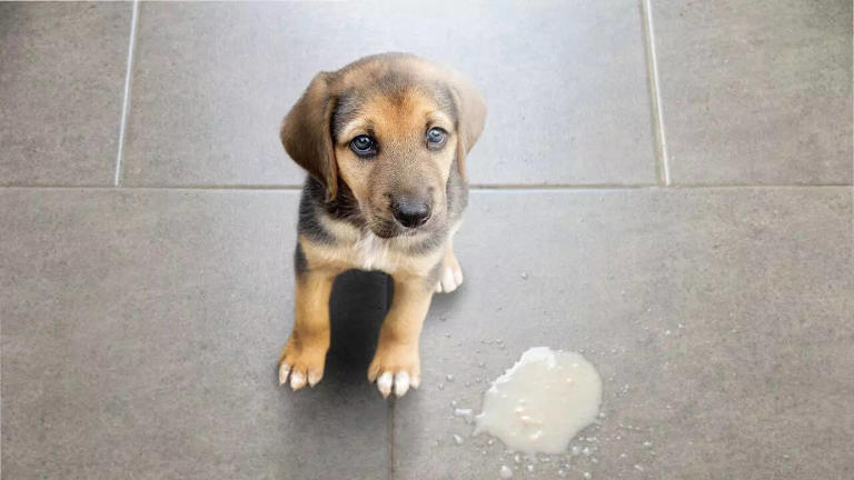 10 serious signs in dogs you should never ignore and call the vet ...