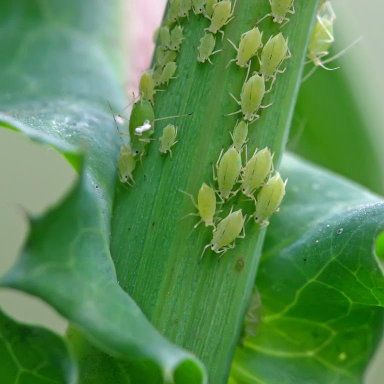 5 jobs to do in a vegetable garden in August for late-summer ...