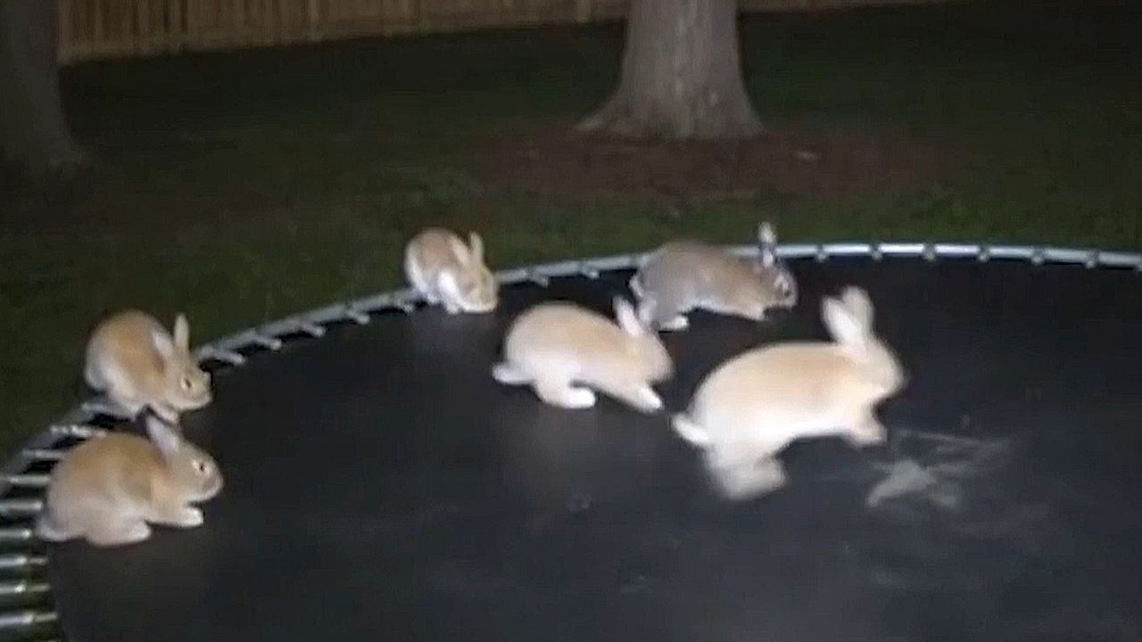 AI-generated video of rabbits on trampoline goes viral, fooling millions