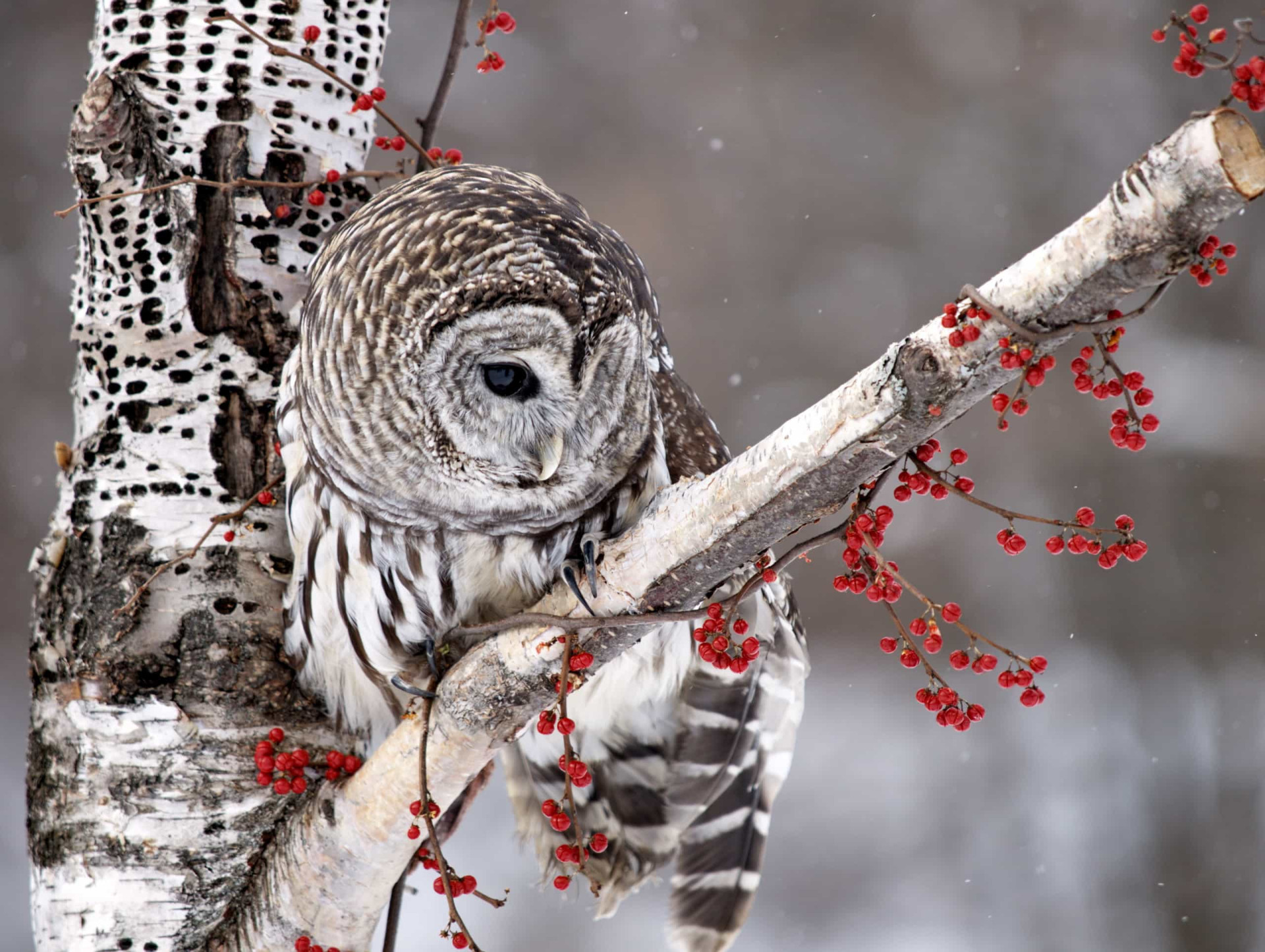 Stunning owl images capture their beauty and secrets