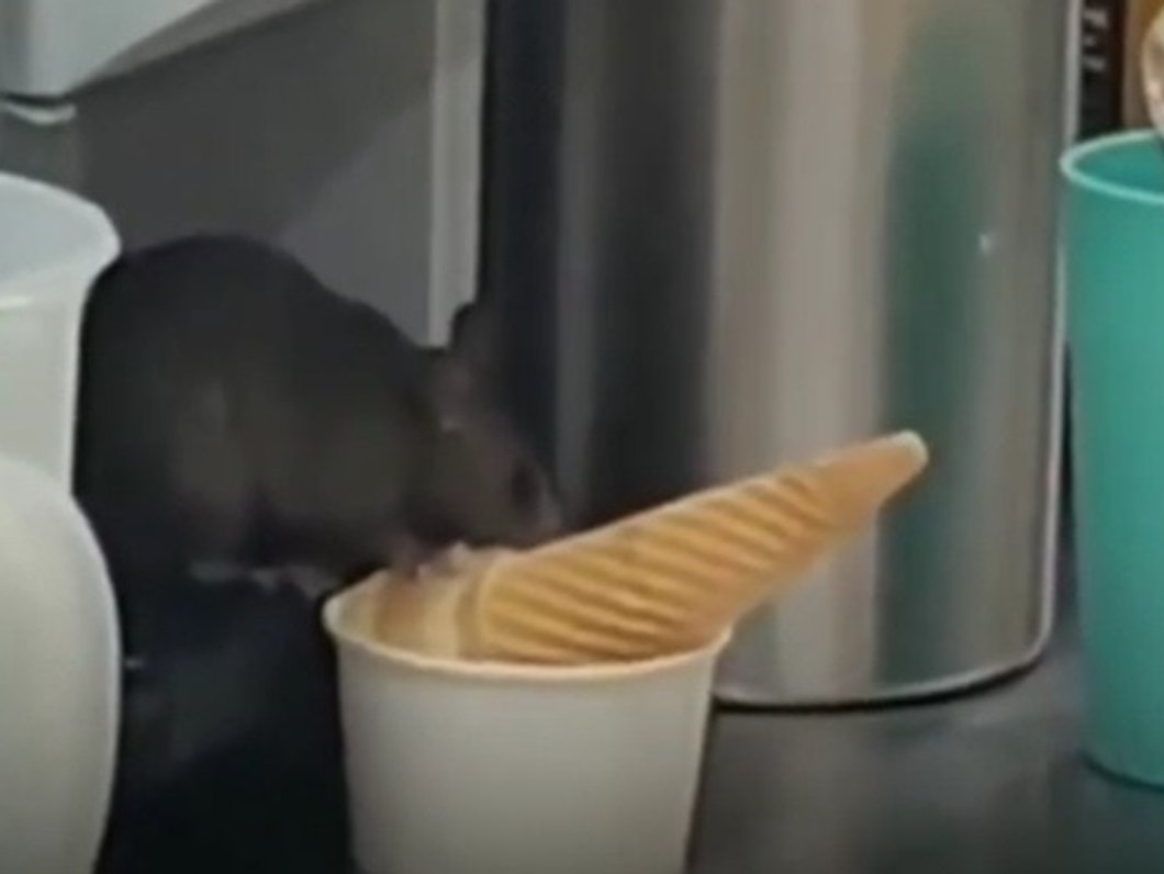 Rat licks ice cream in a mall
