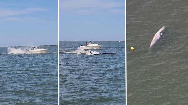 Necropsy to be performed on whale that died after collision with boat ...