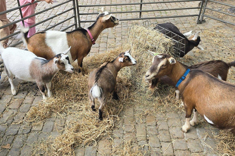 Hundreds attend farm-themed event in Aylesbury town centre