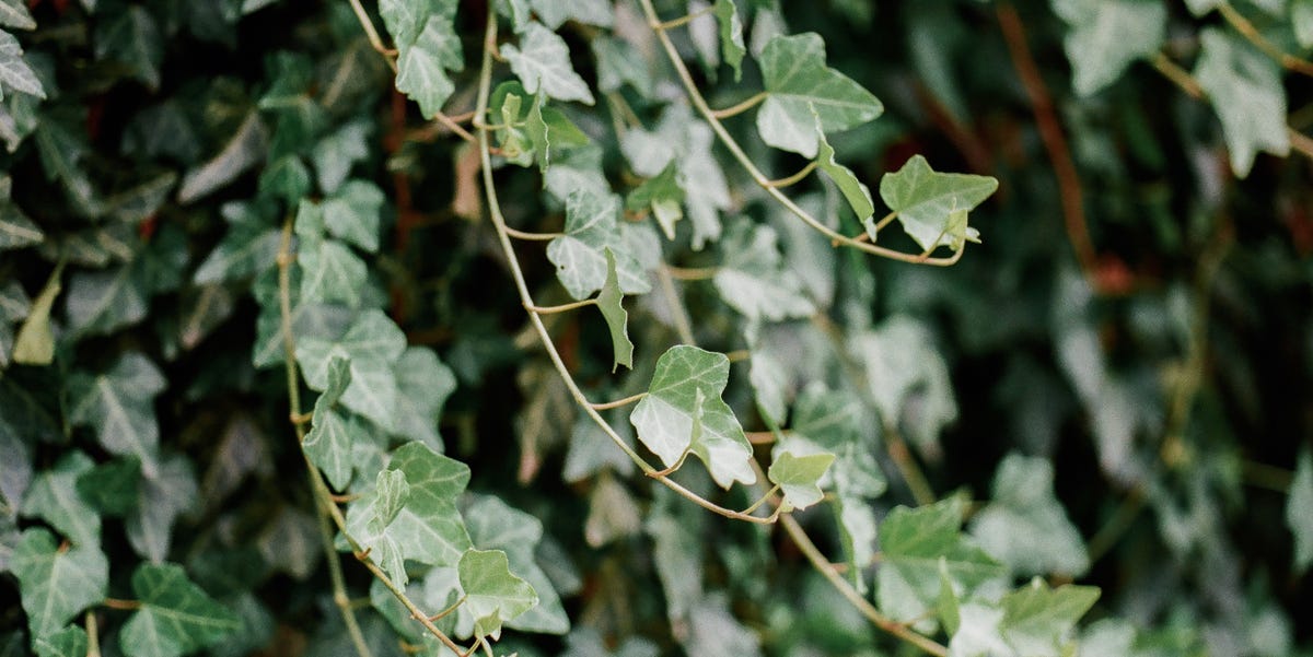English Ivy: How to care for the easygoing plant loved by gardeners and ...