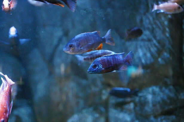 Why Is My Fish Swimming Sideways? Here’s What It’s Trying to Tell You