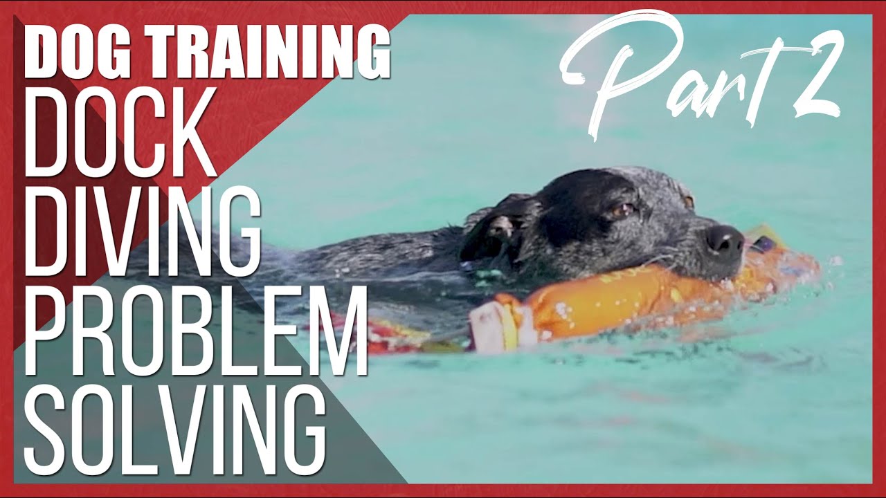 Dock Diving Dogs Hit a Wall? Here’s How the Pros Fix It