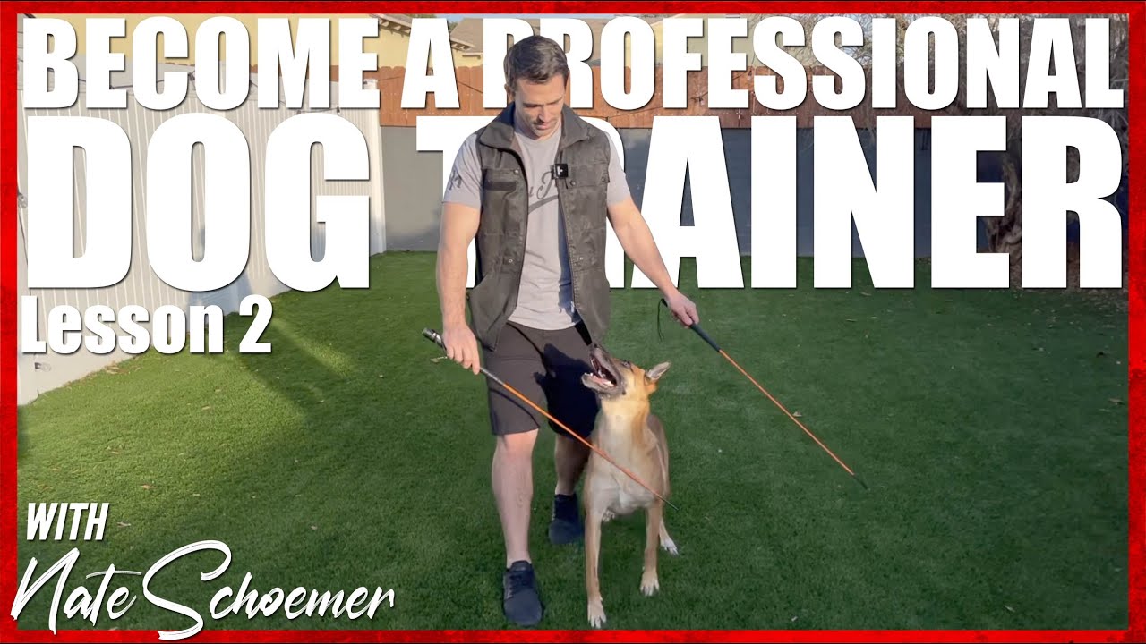 Start Training Smarter - Essential Tools Every Dog Pro Uses